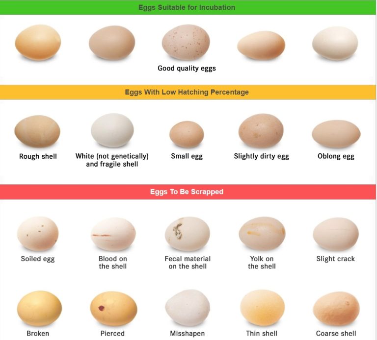 Three Critical Periods and Precautions for Hatching Chicken Eggs ...