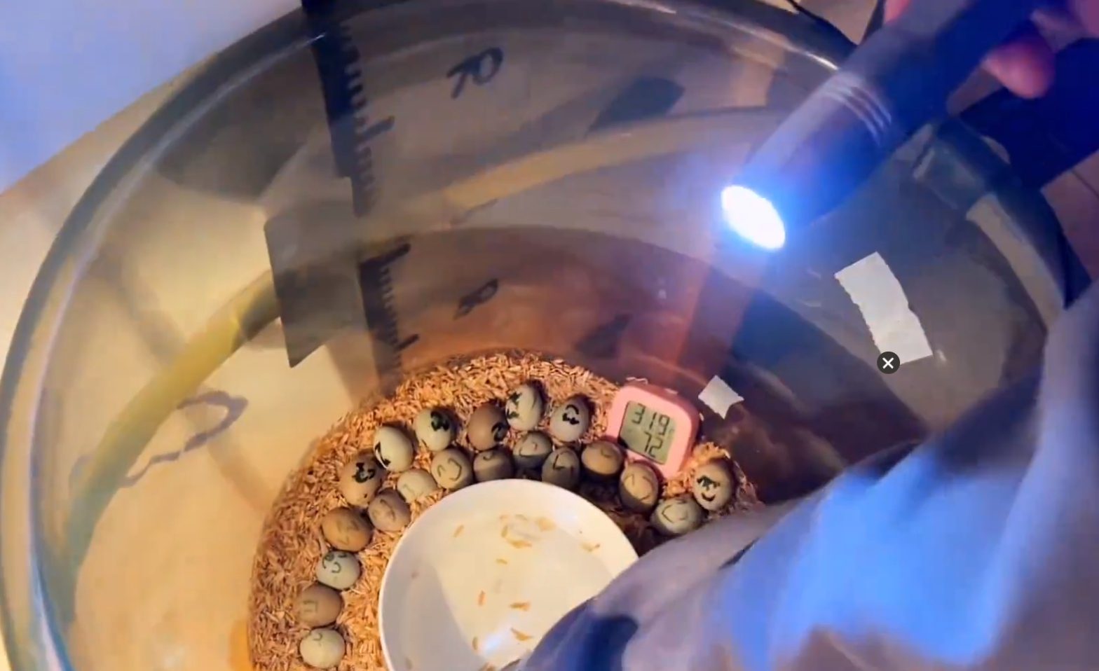 Natural hatching and artificial hatching of the chicken fertilized eggs ...