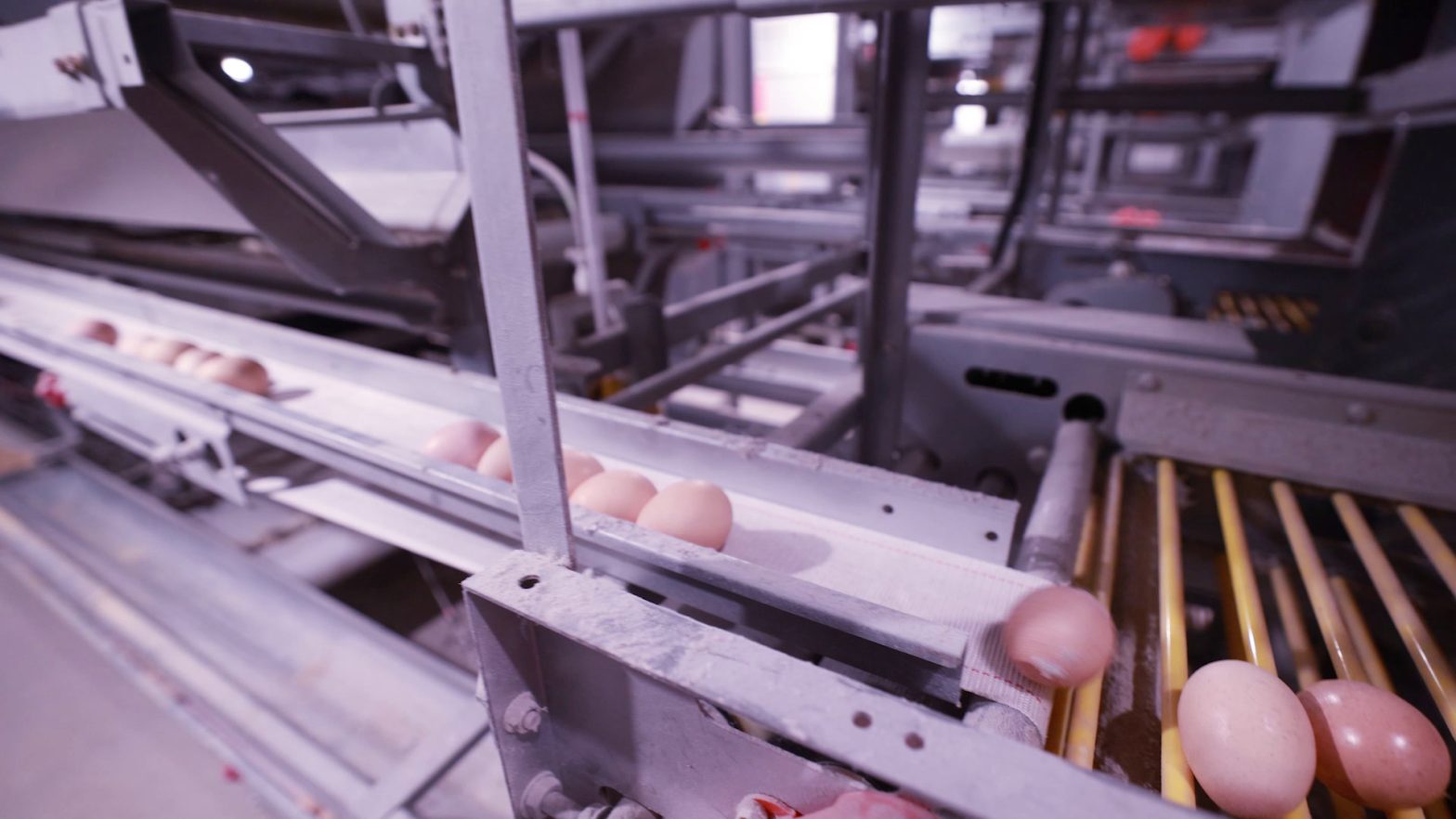 Chicken House Disinfection Techniques | Poultry Farming Equipment