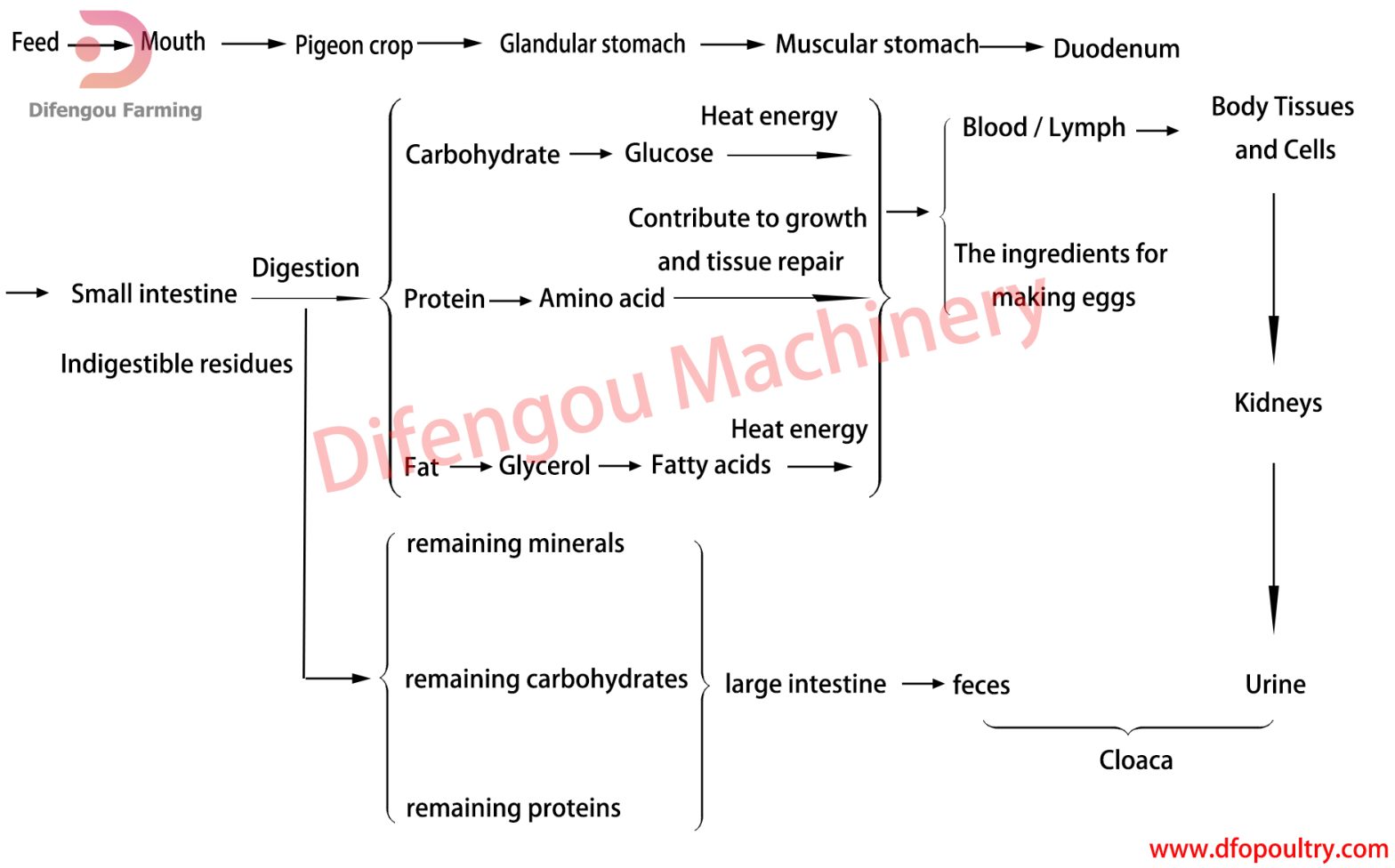 The process for chicken to digest the food and produce eggs | Poultry ...