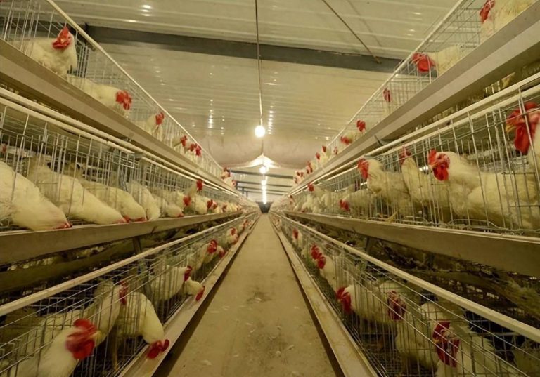 The Growth Pattern of Layer chickens and Broiler Chickens | Poultry ...