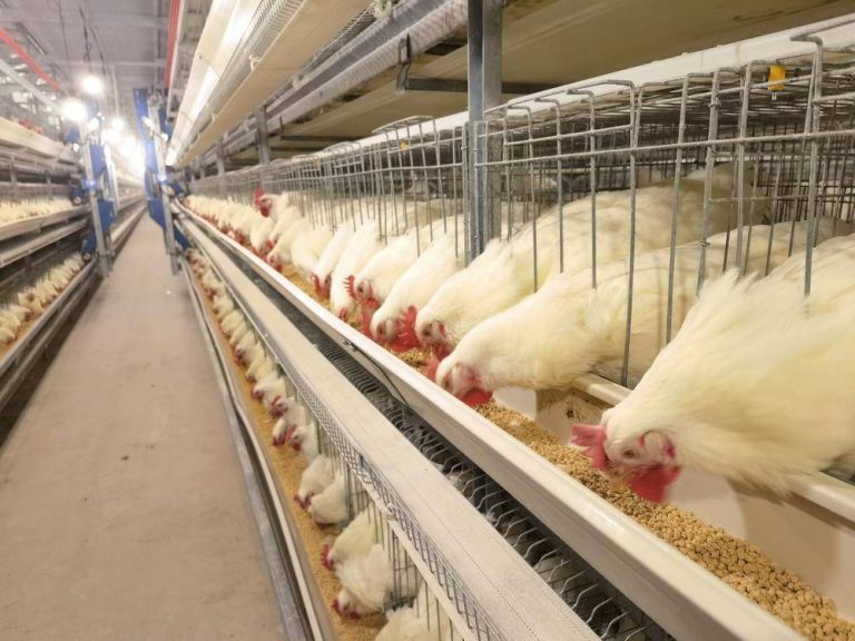 The Growth Pattern of Layer chickens and Broiler Chickens | Poultry ...